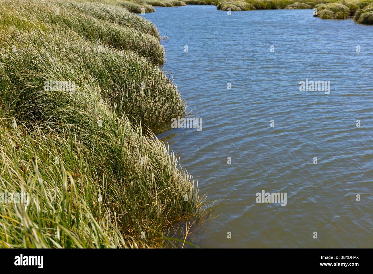 Intertidal wetland and estuary with vast fields of cordgrass, along the ...