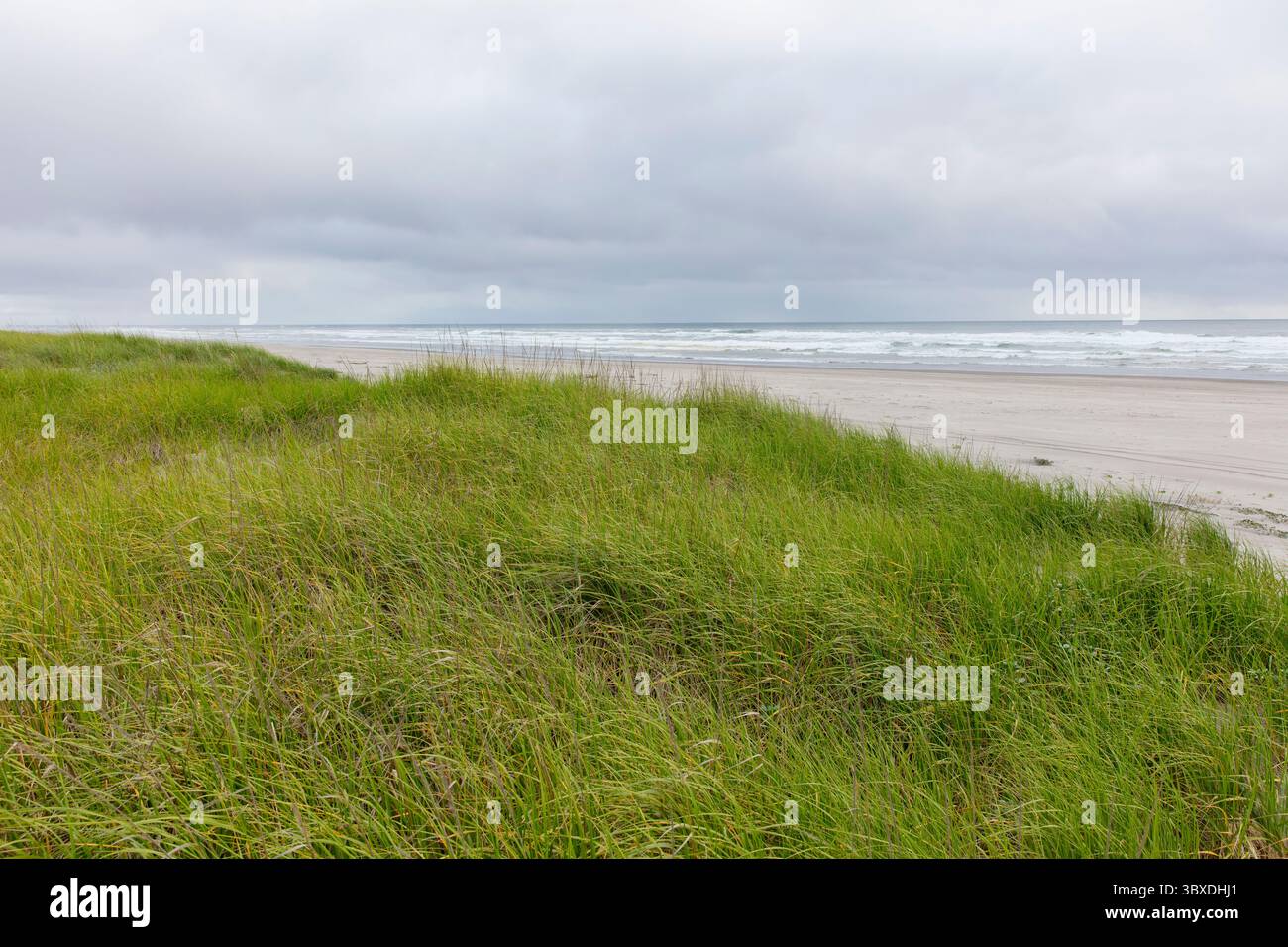 Field of windswept seagrasses along Pacific coast, ocean and beach in ...