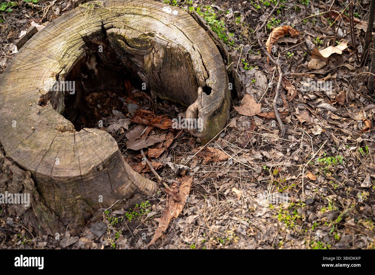 Tree hollow roots grass hi-res stock photography and images - Alamy
