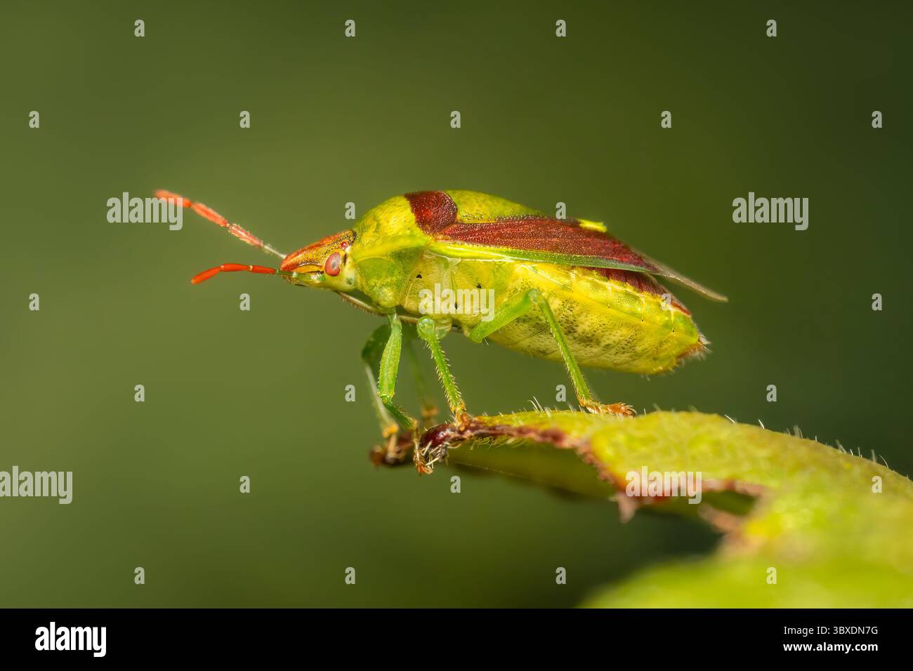 Side view closeup on a Banasa dimidiata hemiptera reste at the top of a ...