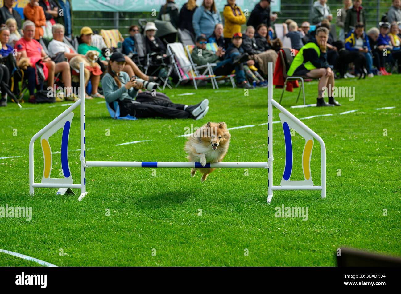 Dog park agility equipment hi-res stock photography and images - Alamy