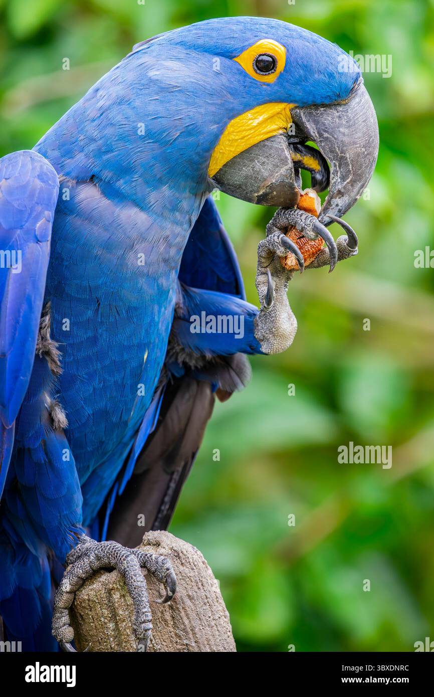 The hyacinth macaw is a parrot native to central and eastern South ...