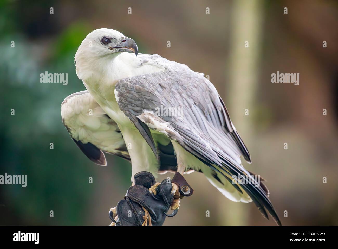 The white-bellied sea eagle (Haliaeetus leucogaster) is a large diurnal ...