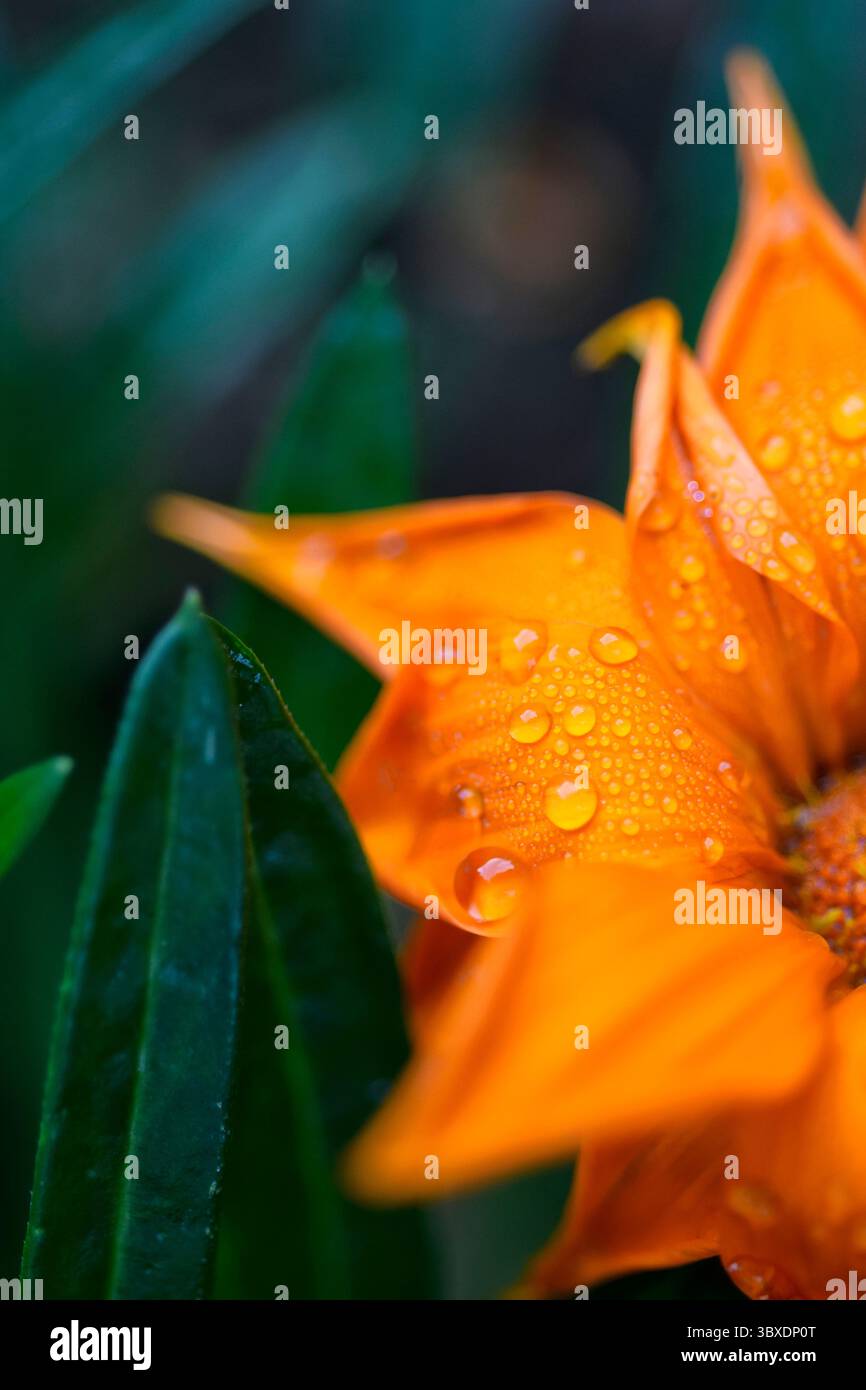 Raindrops on orange flower hi-res stock photography and images - Alamy