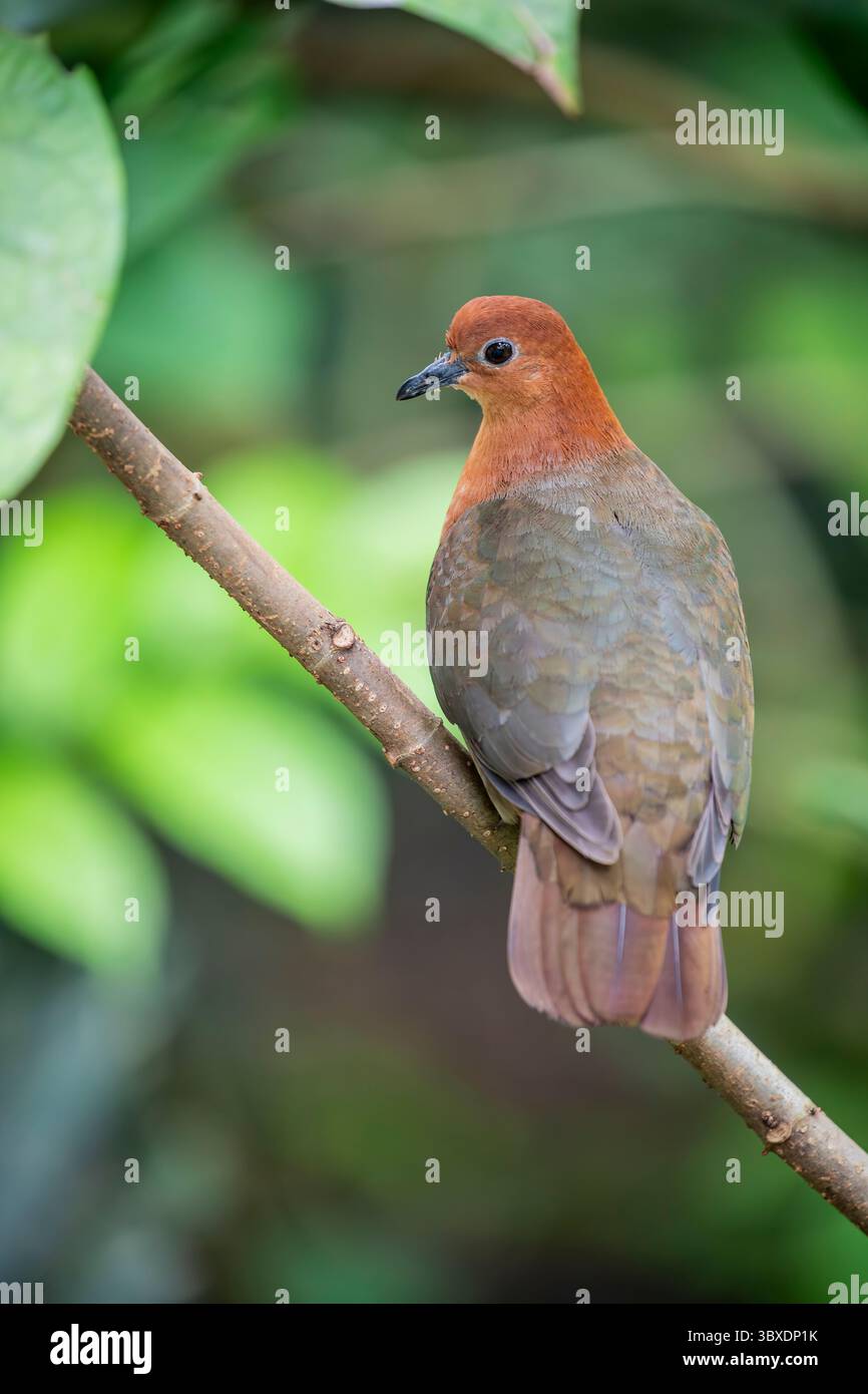 Female santa cruz ground hi-res stock photography and images - Alamy