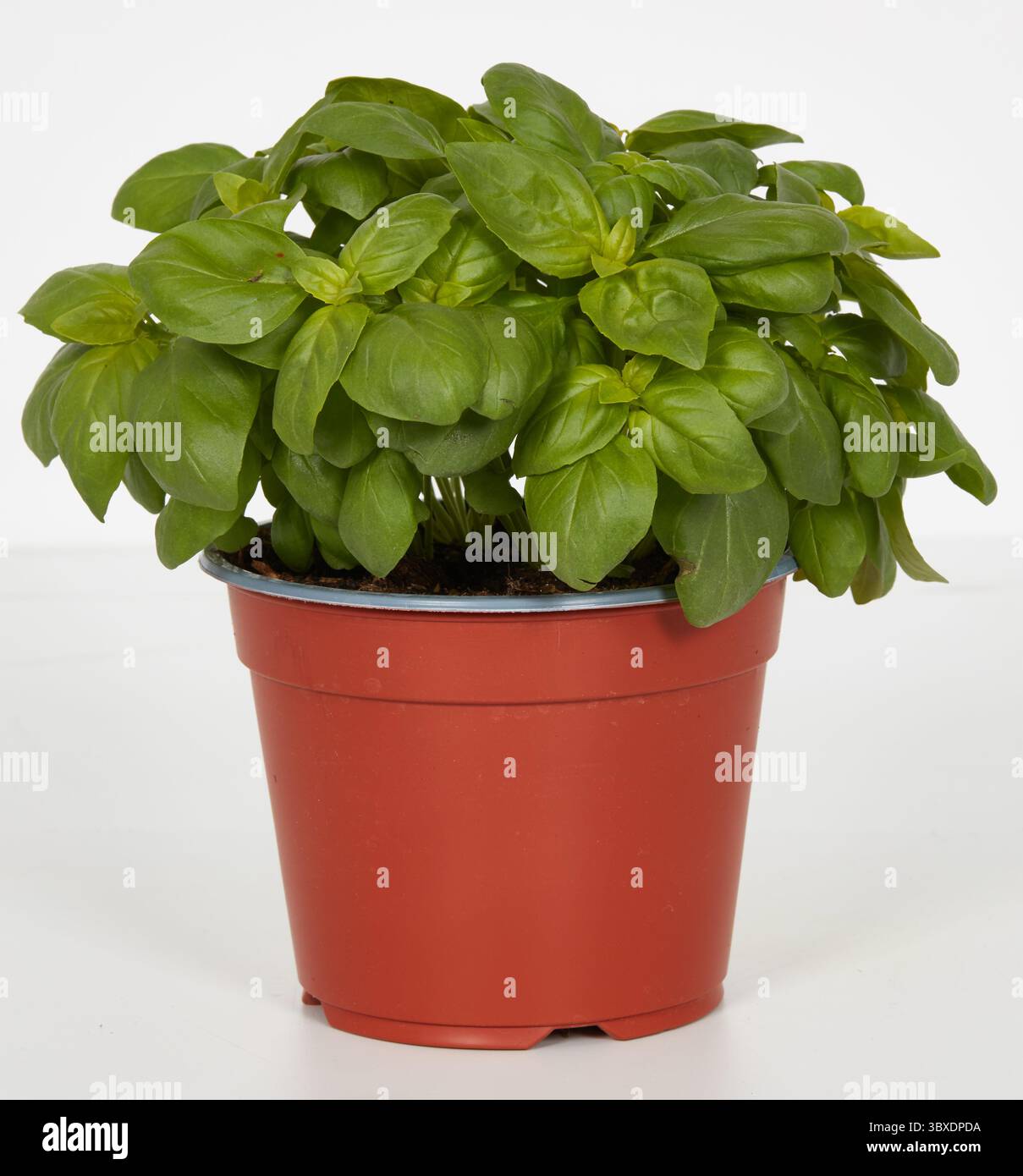 Basil, western herb Bush in a pot isolated nature background with ...