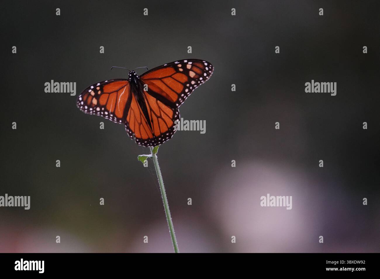 10142021 monarch butterfly hi-res stock photography and images - Alamy