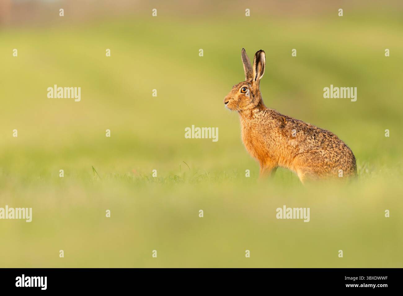 Beauty european hare lepus europaeus hi-res stock photography and ...