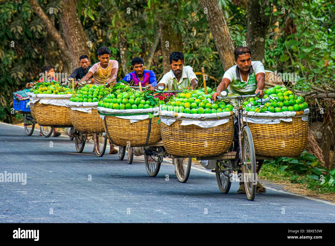 Mango farmers transport around 200 kilograms of mangoes on bicycles to ...