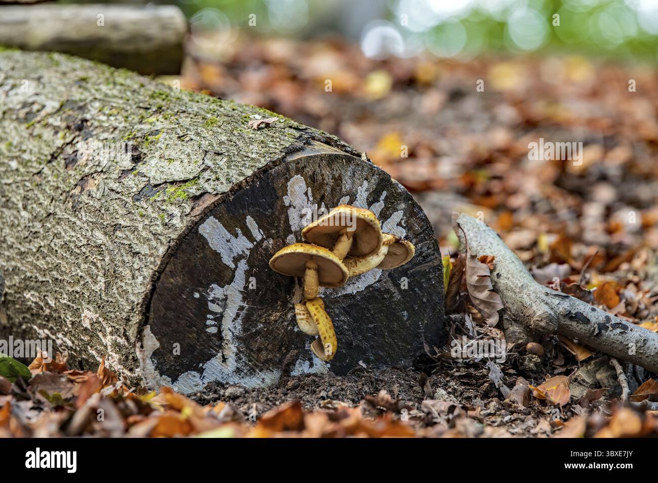 Coniferous tree stump hi-res stock photography and images - Alamy