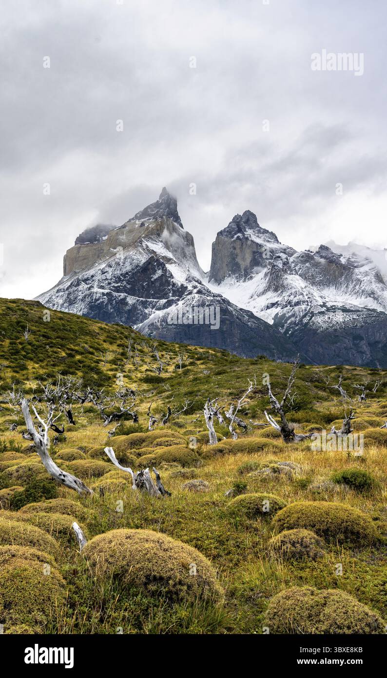Enchanted dead trees, Cuernos del Paine mountain range in autumn ...