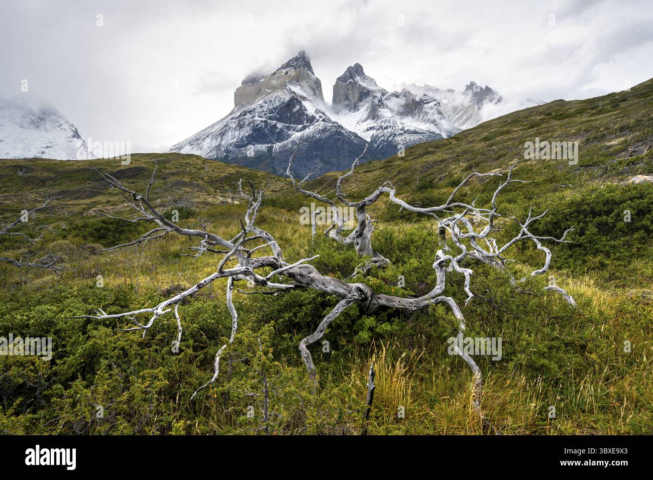 Enchanted dead trees, Cuernos del Paine mountain range in autumn ...
