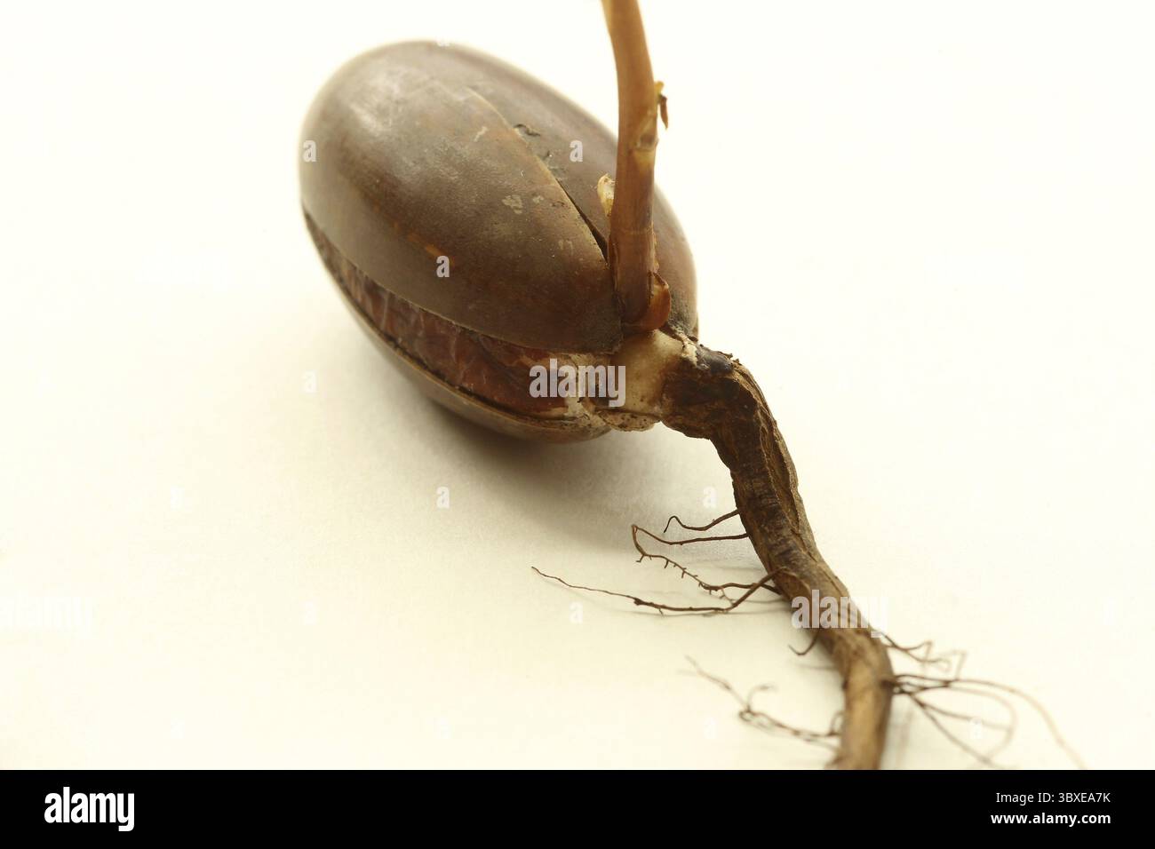 Oak (Quercus) oak sapling, oak seedling or oak seedling growing ...