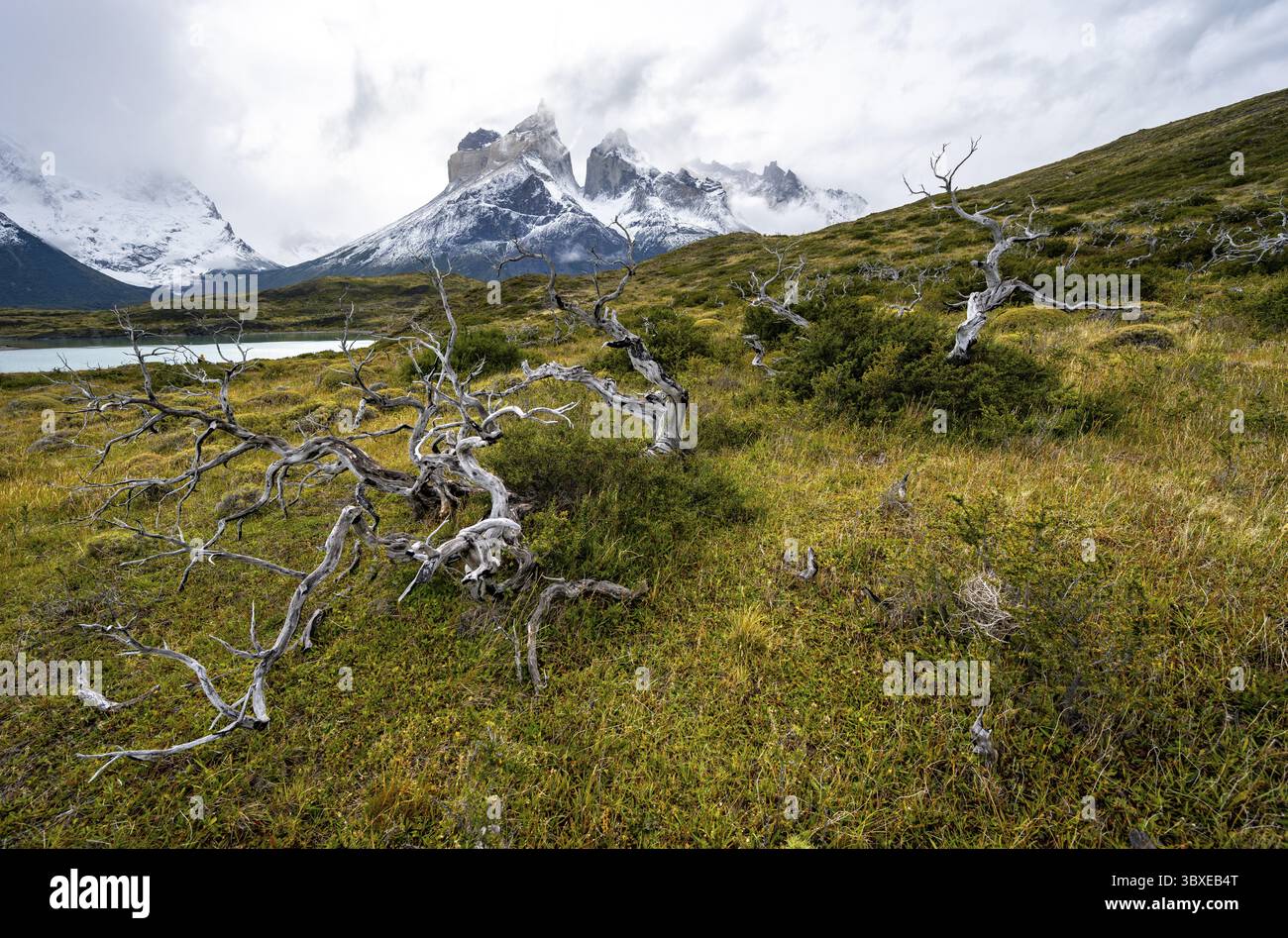 Enchanted dead trees, Cuernos del Paine mountain range in autumn ...