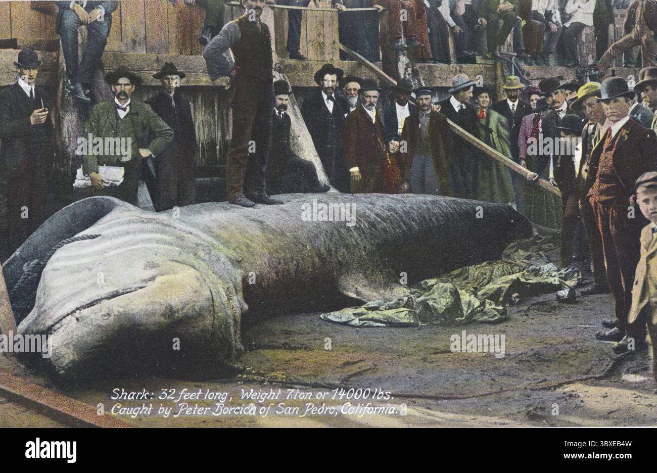 Basking shark (Cetorhinus maximus), about 10 metres long and weighing 7 ...