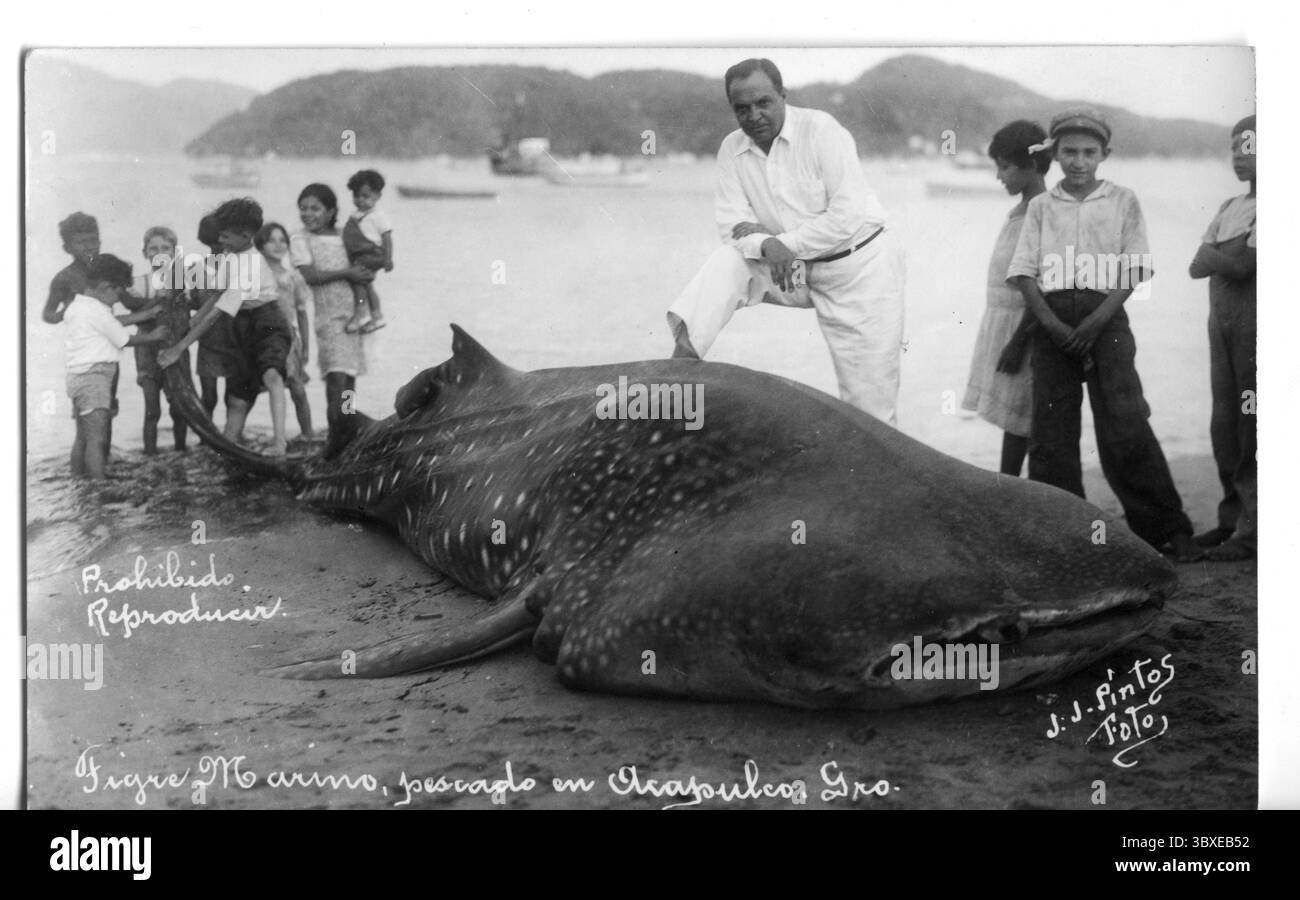 Whale shark (Rhincodon typus), approx. 6 metres long, onlookers pose ...