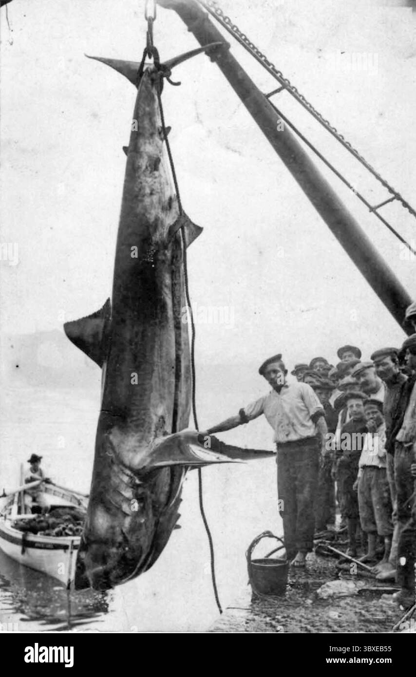 Sicily animal Black and White Stock Photos & Images - Alamy