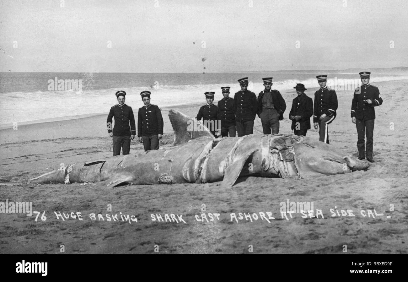 Basking shark (Cetorhinus maximus), soldiers posing on the beach next ...