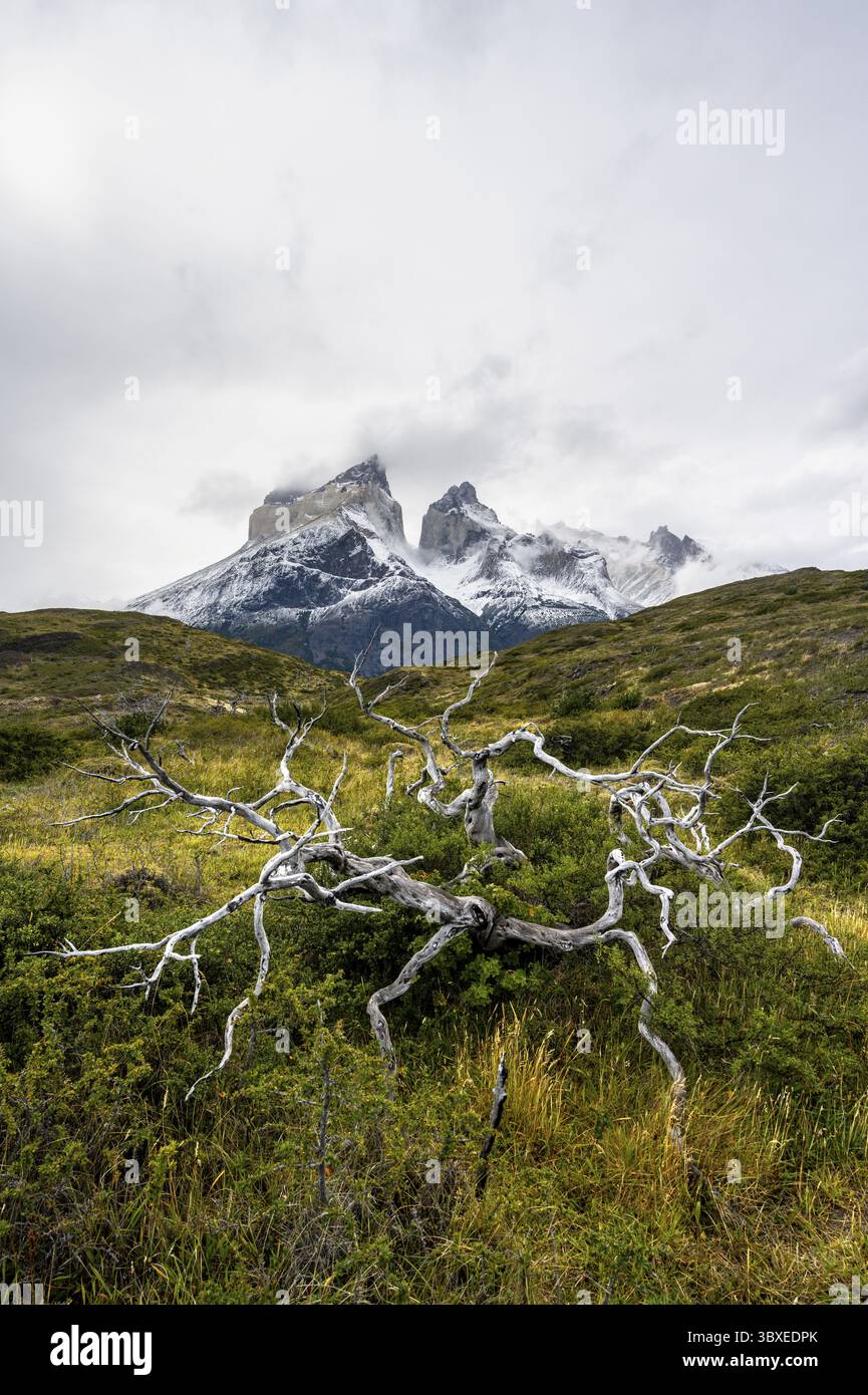 Enchanted dead trees, Cuernos del Paine mountain range in autumn ...