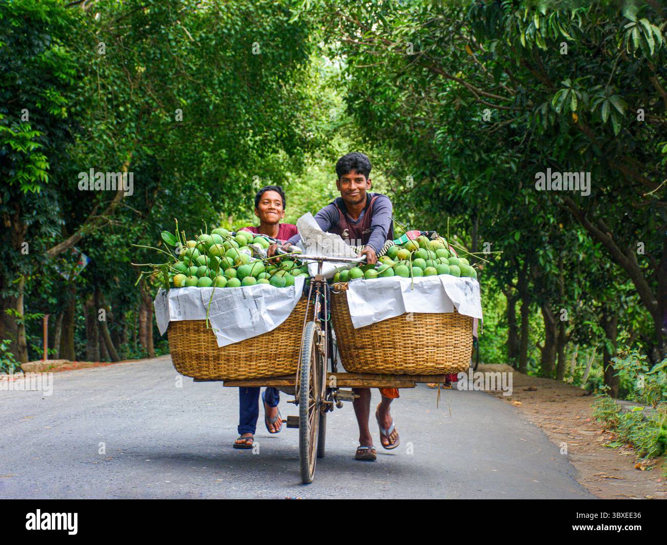 Mango farmers transport around 200 kilograms of mangoes on bicycles to ...