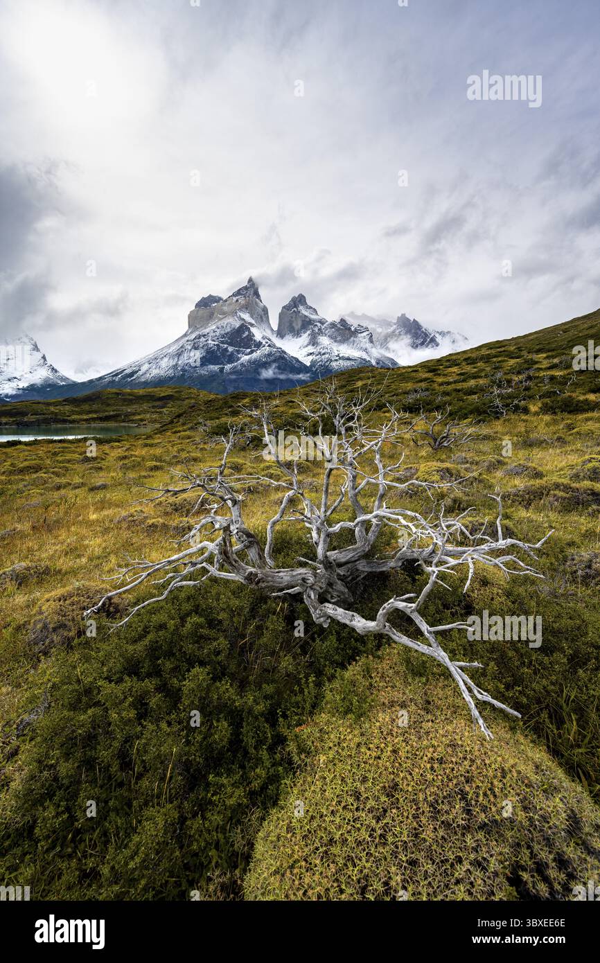 Enchanted dead trees, Cuernos del Paine mountain range in autumn ...