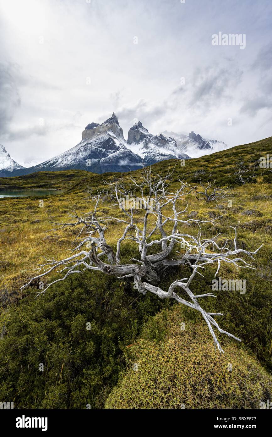 Enchanted dead trees, Cuernos del Paine mountain range in autumn ...
