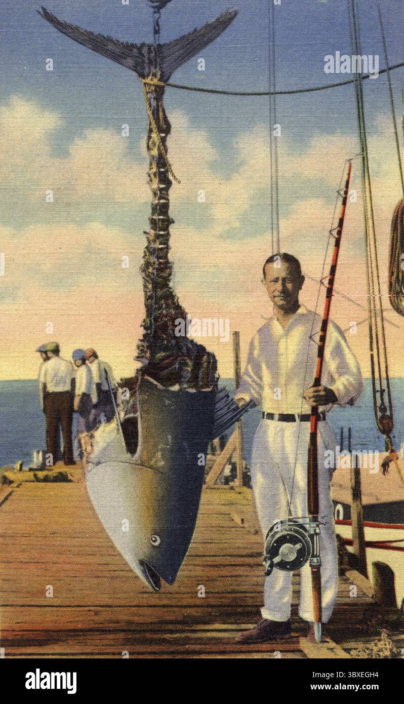 Sport fishing, sport fisherman, angler, Atlantic bluefin tuna (Thunnus ...