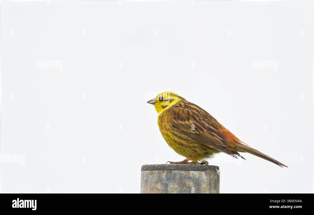 Yellowhammer perched in hedge hi-res stock photography and images - Alamy