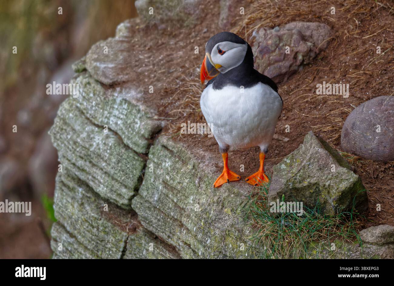 Red orange legs feet beaks hi-res stock photography and images - Alamy