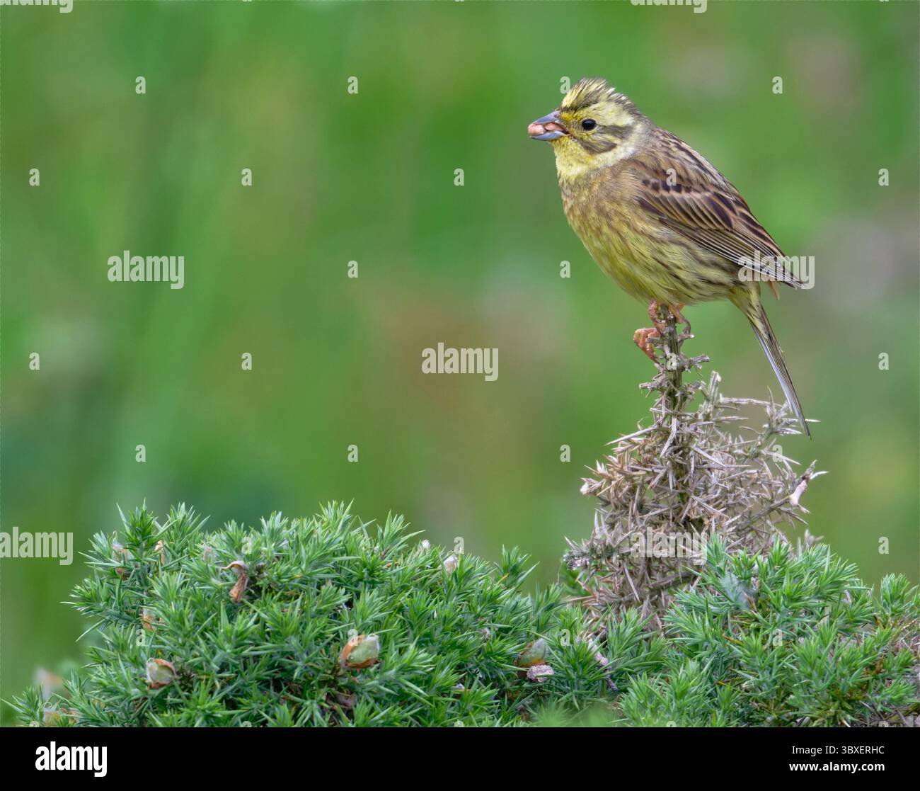 Yellowhammer perched in hedge hi-res stock photography and images - Alamy