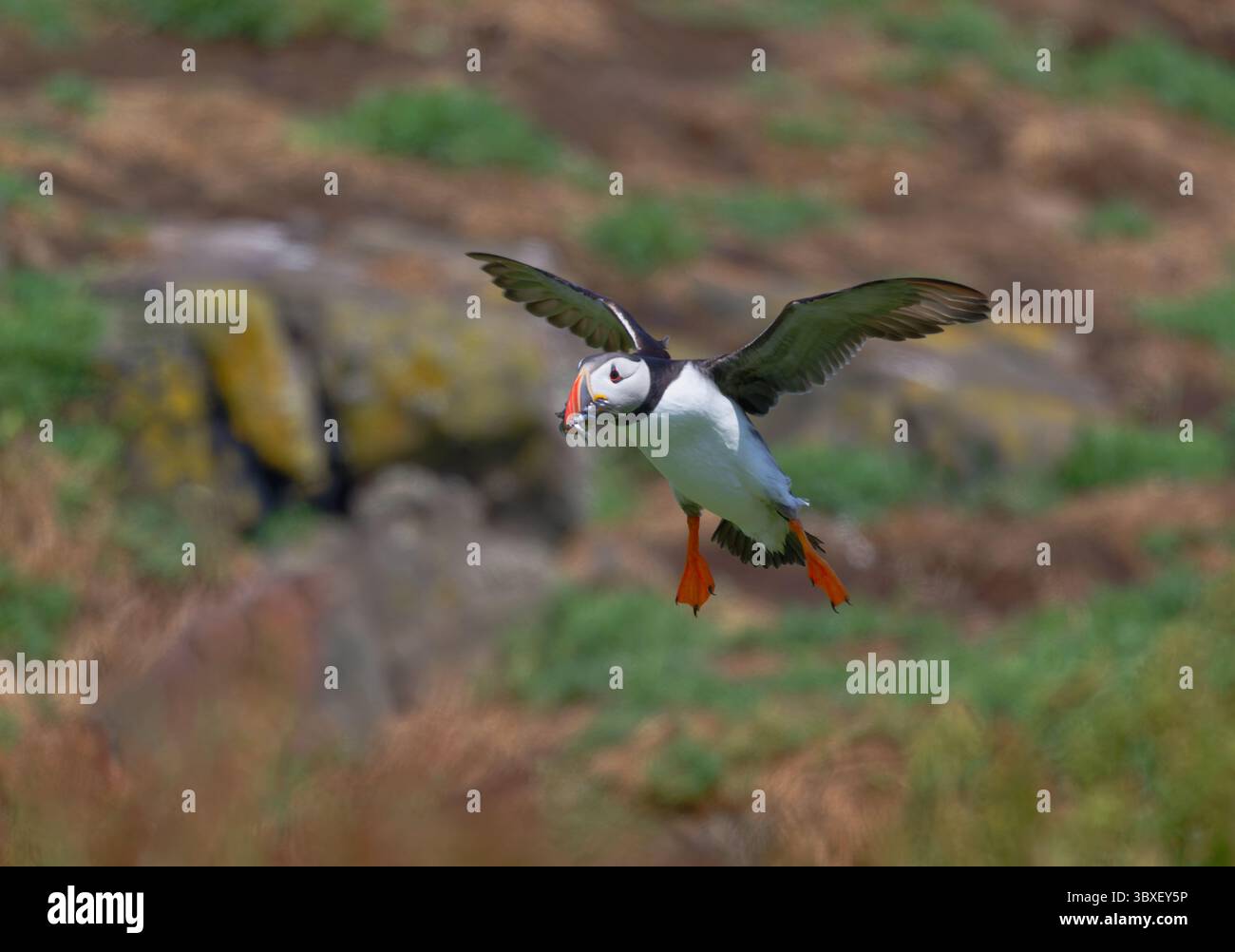 Side pov of puffin in flight hi-res stock photography and images - Alamy