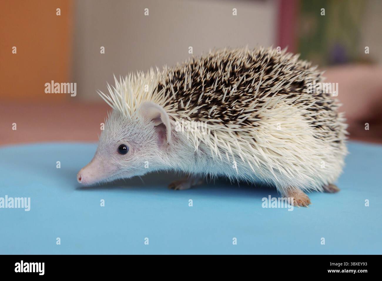 Cute hedgehog. Portrait of pretty curious muzzle of animal. Favorite ...