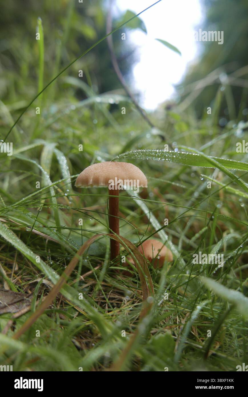 Walk in the Brittany countryside in Finistere, France. discovery of the flora and fauna of the ...