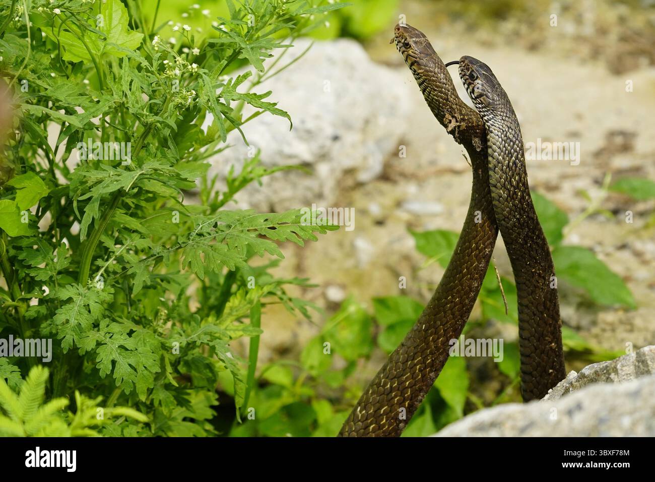 Ajmer, India. 17th July, 2025. A Pair of The Indian rat snake or ...