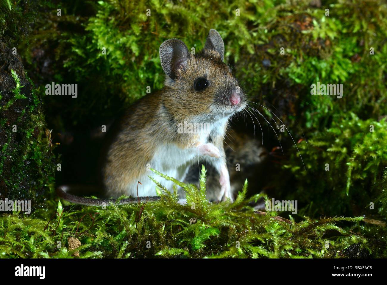 wood mouse apodemus sylvaticus Stock Photo - Alamy
