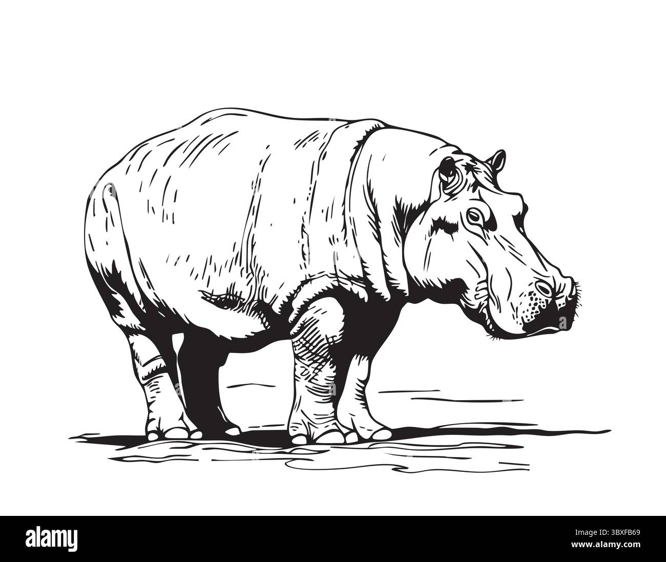 Hippopotamus. Animals of Africa series. Vintage engraving style. Vector ...