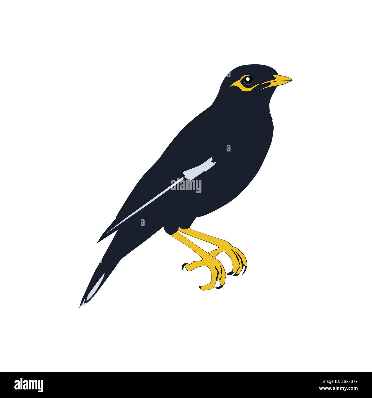 Bully bird illustration vector based on white background vol 02 Stock ...