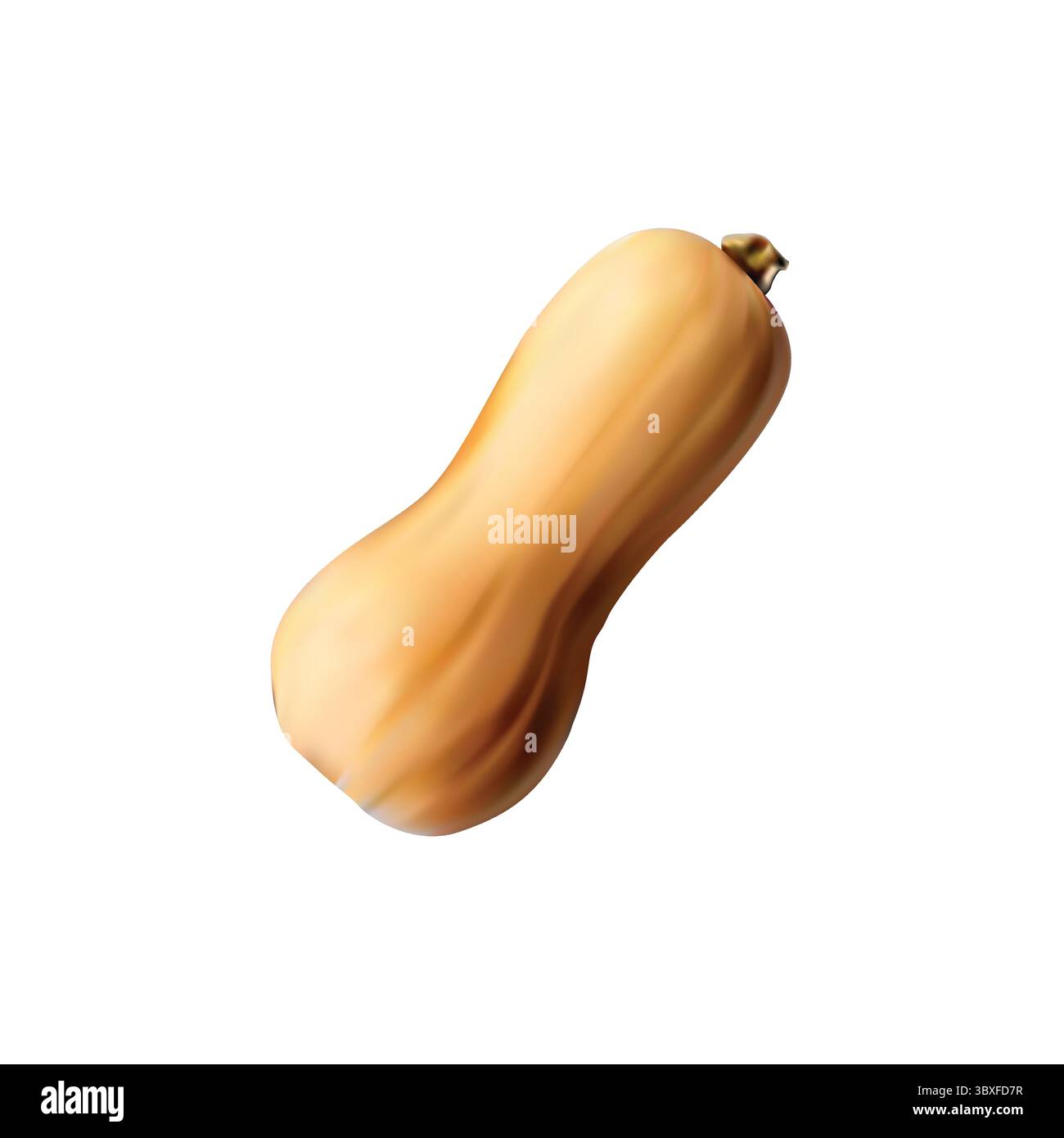 Orange butternut squash Stock Vector Images - Alamy