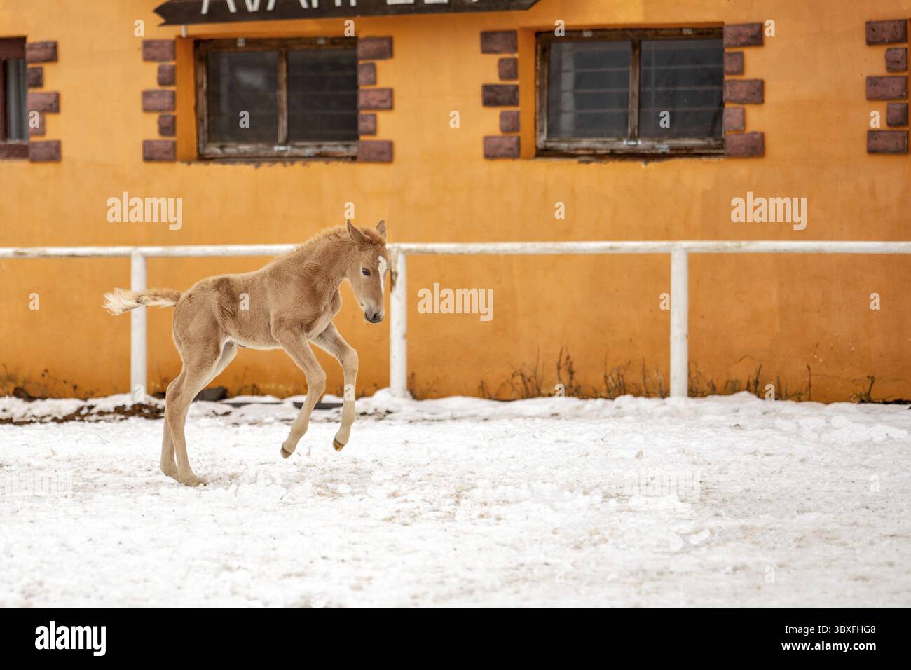 Cute little red foal runs in the snow on a ranch near the orange walls ...