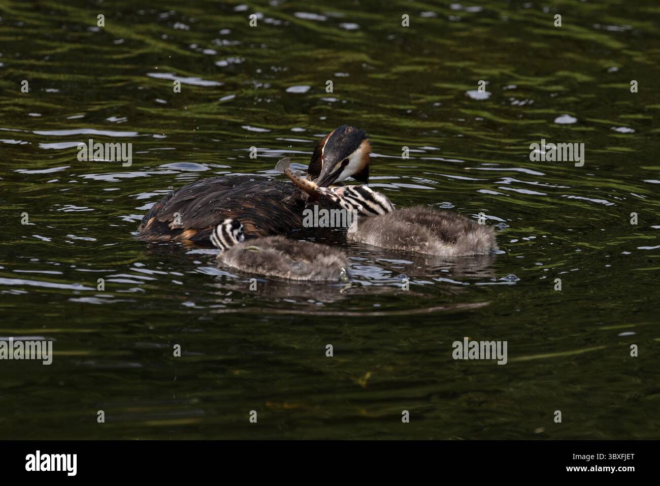 Great Crested Grebe (Podiceps cristatus) caught Spined Loach (Cobitis ...