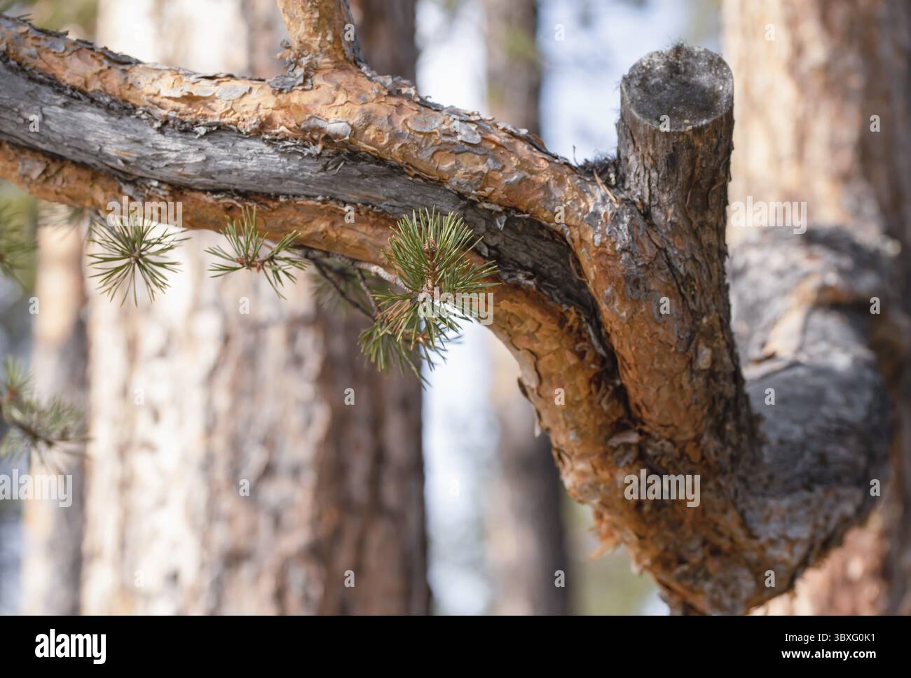 Tree and rough track hi-res stock photography and images - Alamy