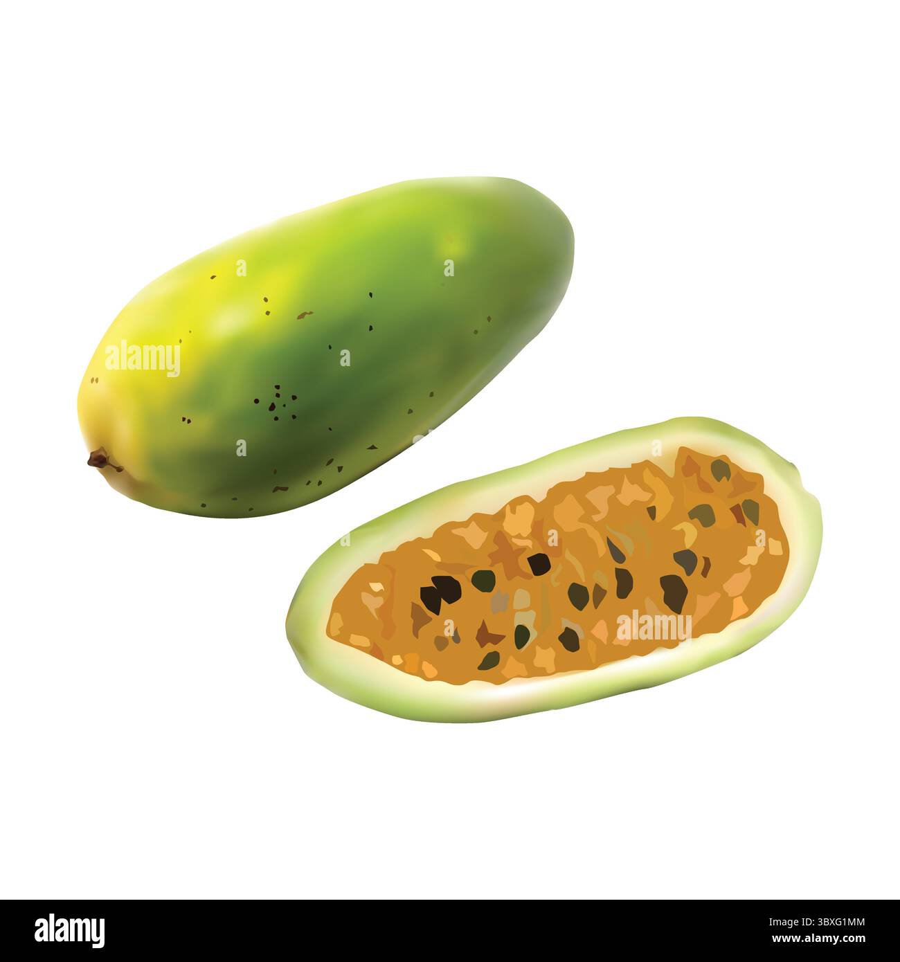 Caruba fruit Slice illustration on white background vol 01 Stock Vector ...