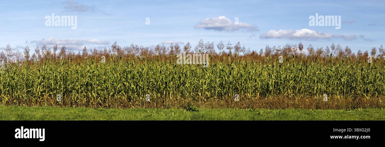 Corn field - tall corn plants with green leaves, blue clear sky in ...