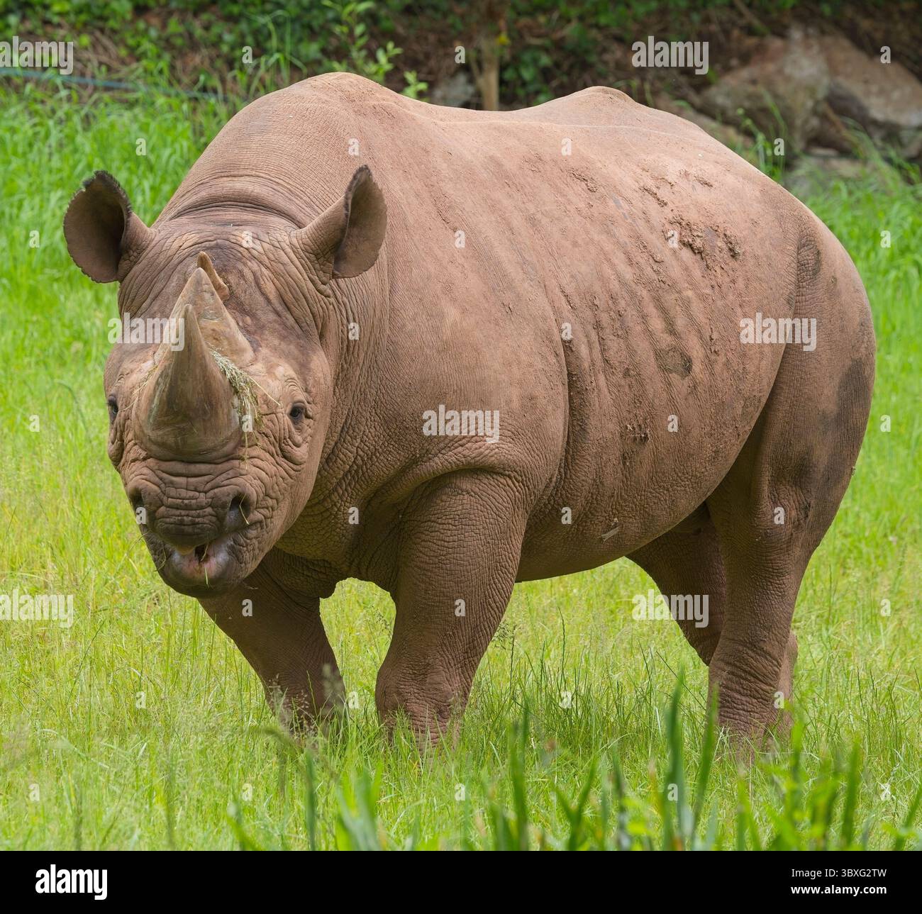 Black Rhinoceros, (Diceros bicornis), a captive animal, Paignton Zoo ...