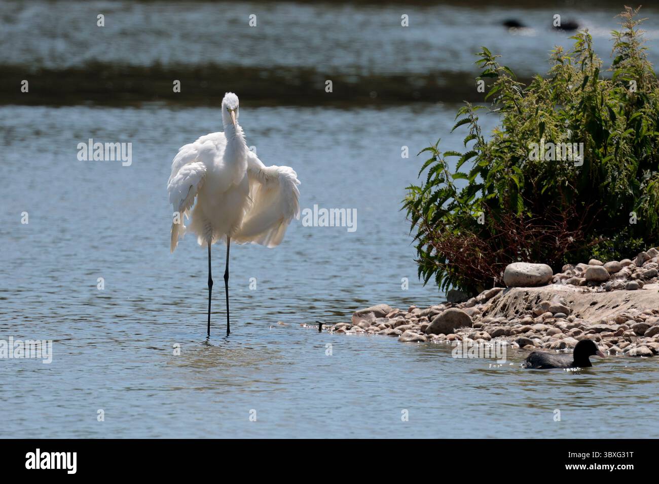 Great white egret Ardea alba, large wetland wading bird white plumage ...