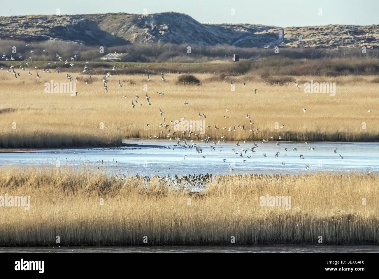 Bird sanctuary in the Rantum basin Stock Photo - Alamy