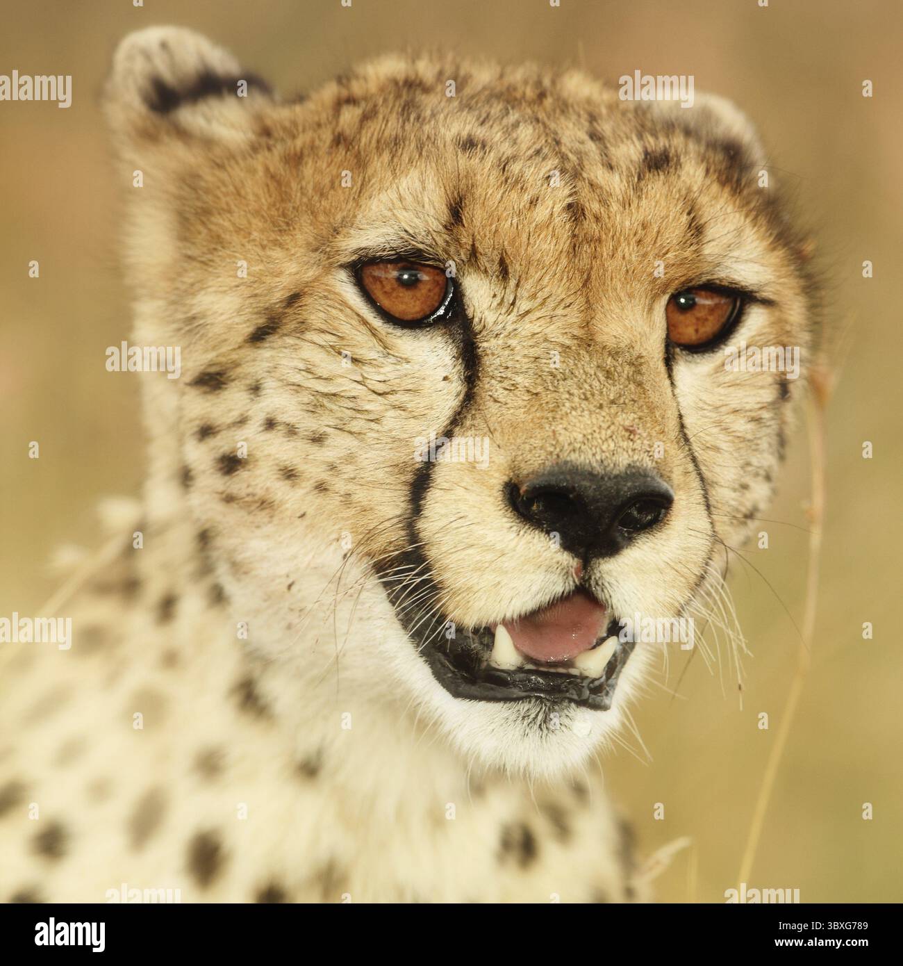 Cheetah in the wilderness of Africa Stock Photo - Alamy