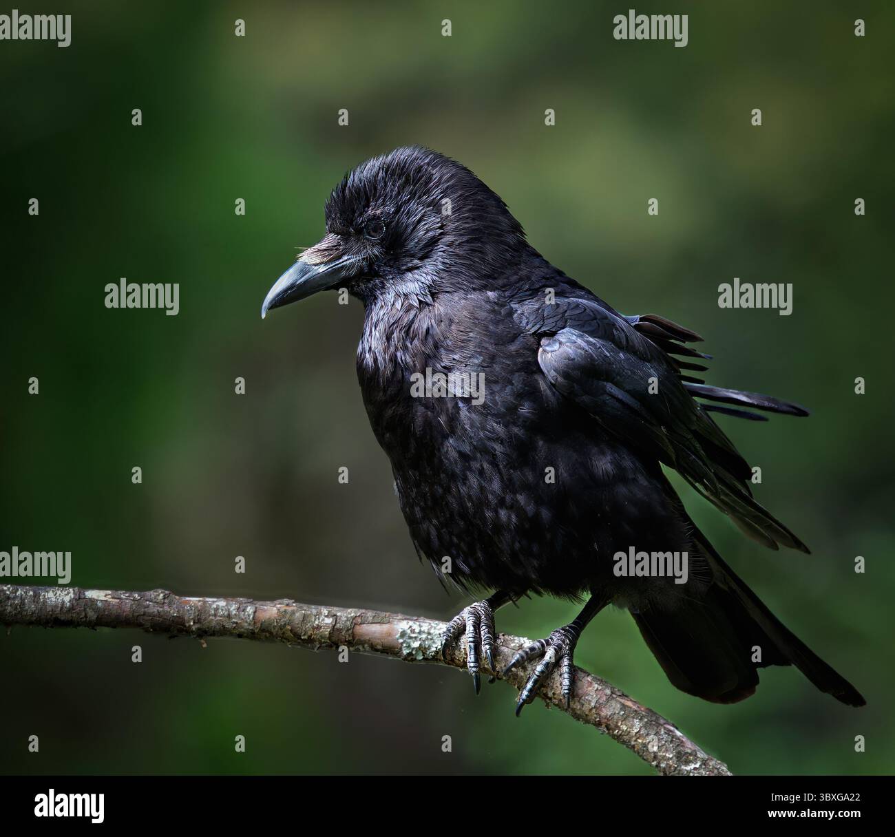 Glossy black crow perched gracefully hi-res stock photography and ...