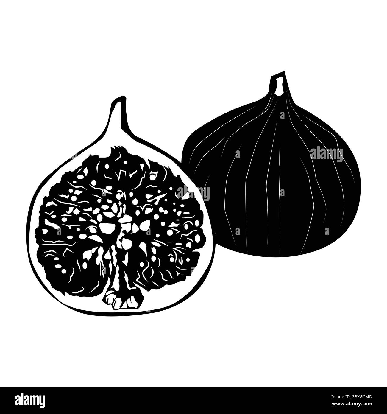 Lilac botanical Black and White Stock Photos & Images - Alamy