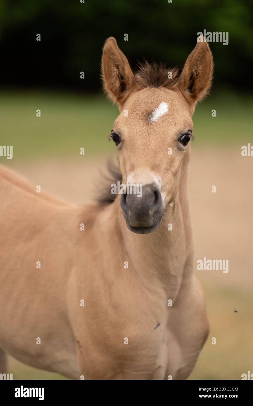 White star eyes on hi-res stock photography and images - Alamy